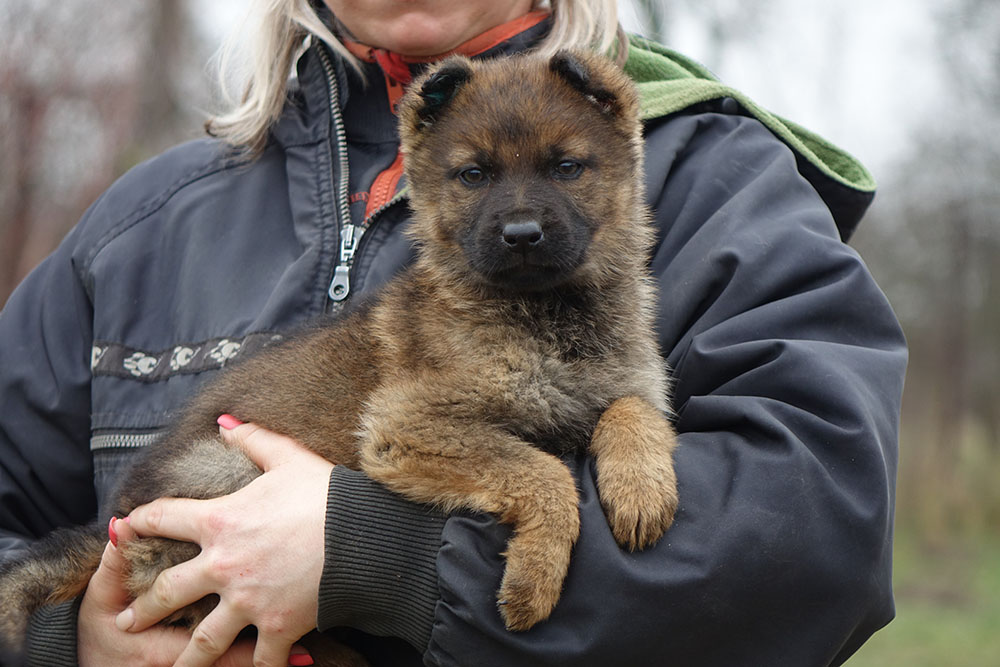 Bill Jipo Me x Nufi z Jirkova dvora