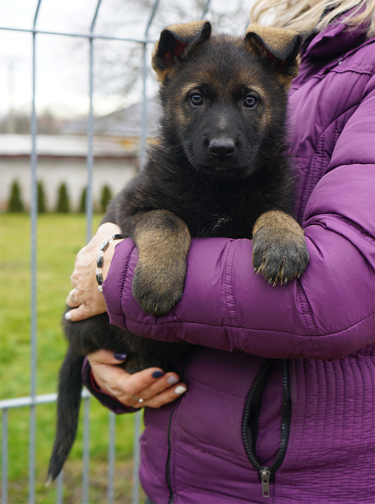 GIORDANO BRUNO Vlci udoli x JAIKA z Jirkova dvora