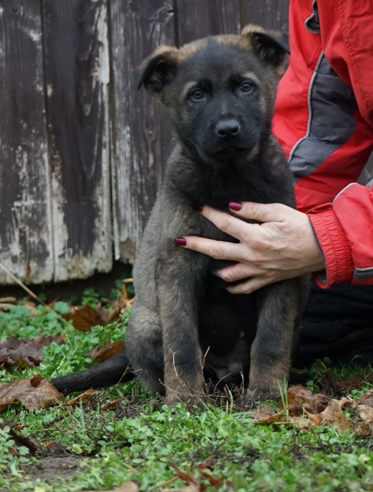 Thomas Jipo-Me x Voxxi Jipo Me